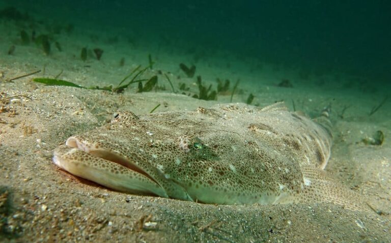 6 Useful Tips On How To Catch Flathead | Land Based Anglers