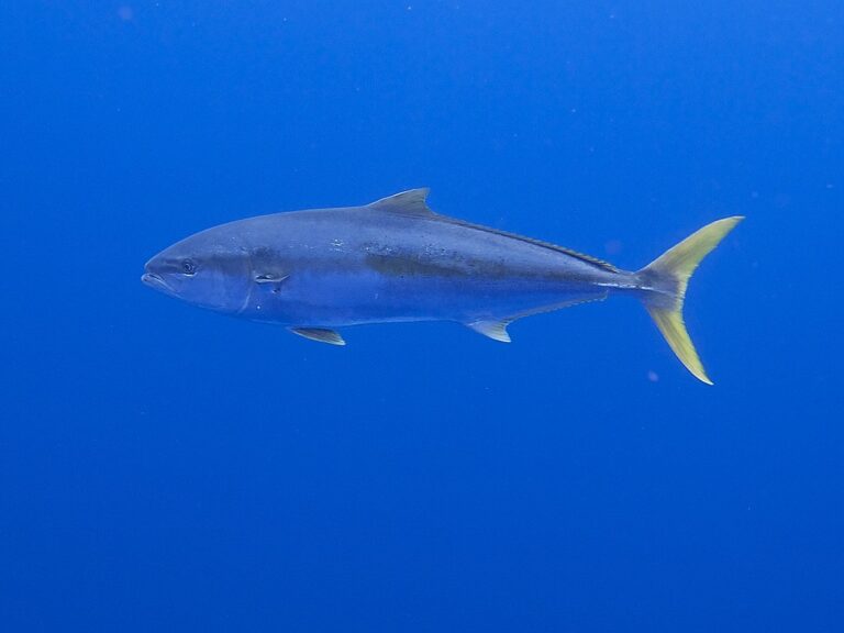 How To Catch Kingfish | #1 Comprehensive Guide For Beginners