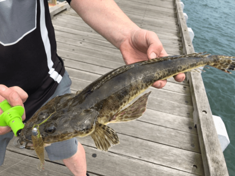 13 Best Baits For Flathead | Plus, Best Live Baits For Flathead