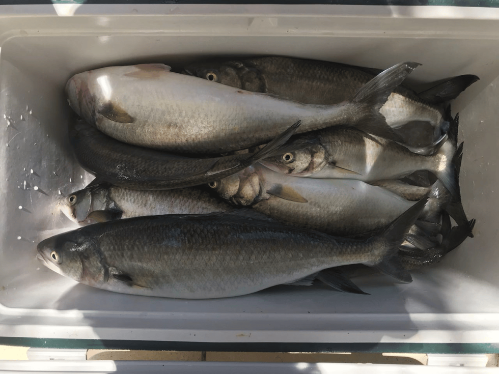 How To Catch Australian Salmon | #1 Easy Guide For Beginners