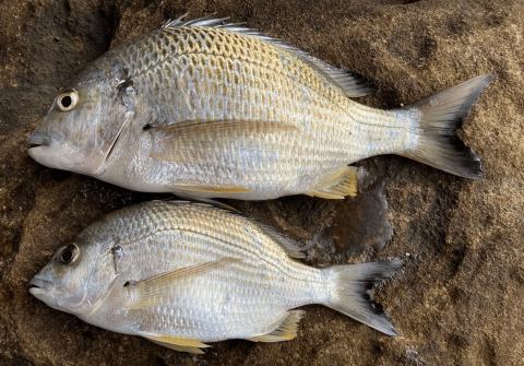 How To Catch Bream Successfully | #1 Ultimate Guide In 2023