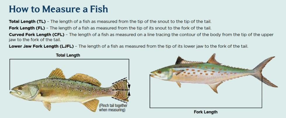 How To Catch Murray Cod: 12 Masterful Tips For Success