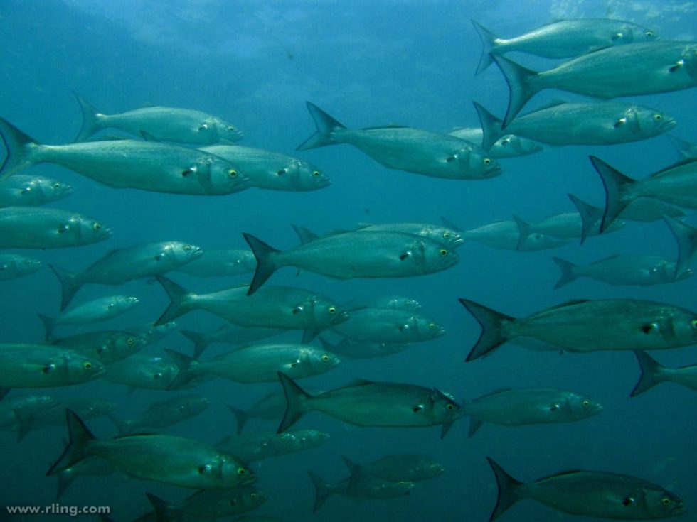 How To Catch Tailor Successfully | #1 Ultimate Guide 2023