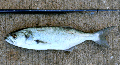 How To Catch Tailor Successfully | #1 Ultimate Guide 2023