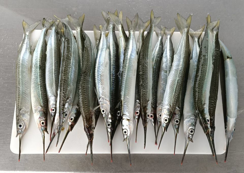 Learn How To Catch Garfish Like A Pro | 14 Insider Tips & Strategies ...