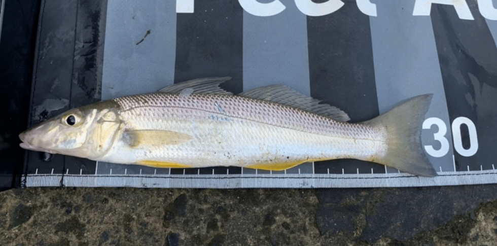 How To Catch Whiting Successfully | #1 Ultimate Guide For Land-Based ...