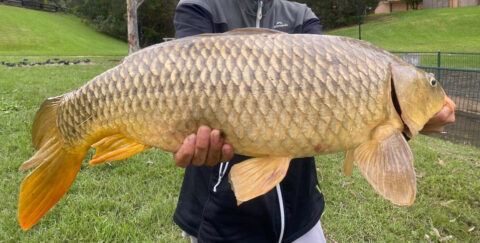 How To Catch Carp Successfully: 13 Tips & Tricks For Success