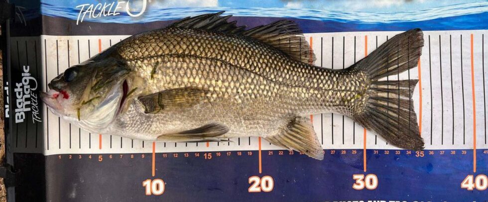 How To Catch Australian Bass | 13 Proven Tips By Pro Anglers