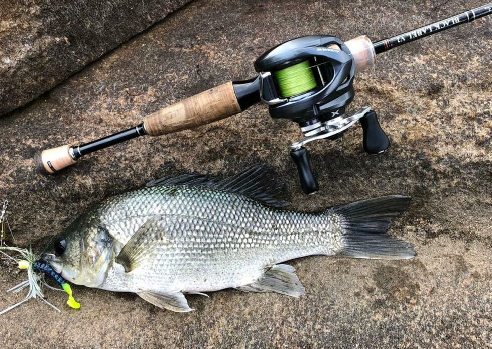 How To Catch Australian Bass | 13 Proven Tips By Pro Anglers