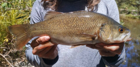 How To Catch Australian Bass | 13 Proven Tips By Pro Anglers