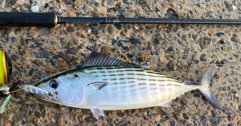 How To Catch Bonito: 13 Amazing Tips From Master Anglers