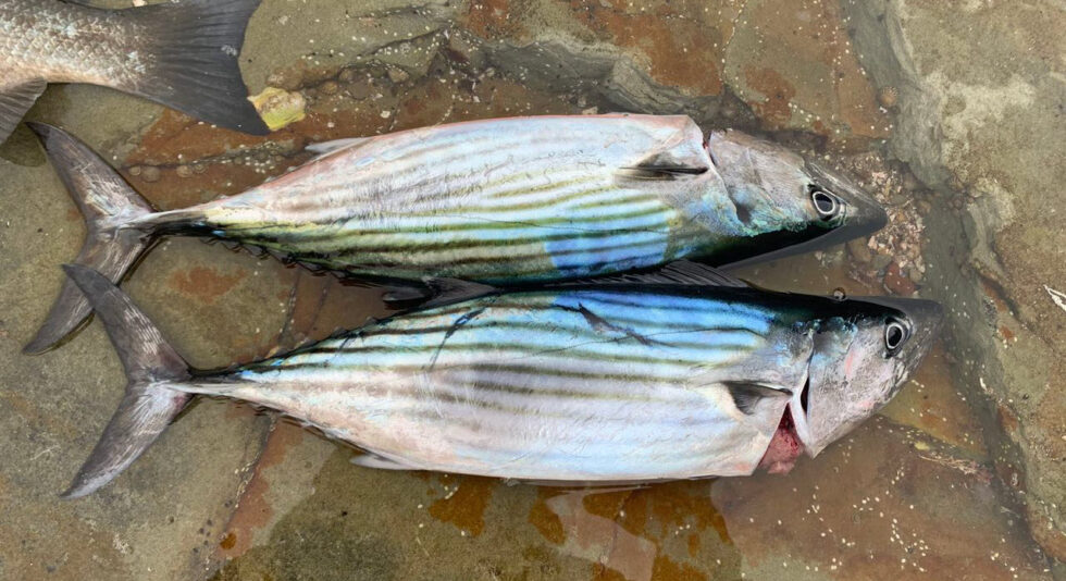 How To Catch Bonito: 13 Amazing Tips From Master Anglers