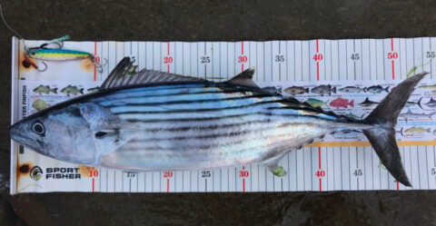 How To Catch Bonito: 13 Amazing Tips From Master Anglers