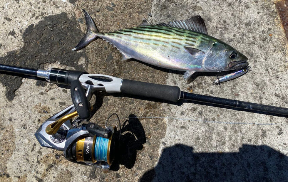 How To Catch Bonito: 13 Amazing Tips From Master Anglers