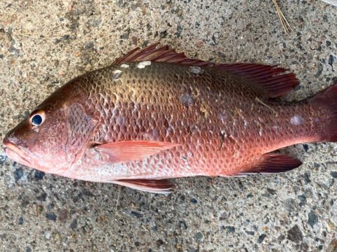 How To Catch Mangrove Jack: 12 Tips For A Successful Fishing Trip