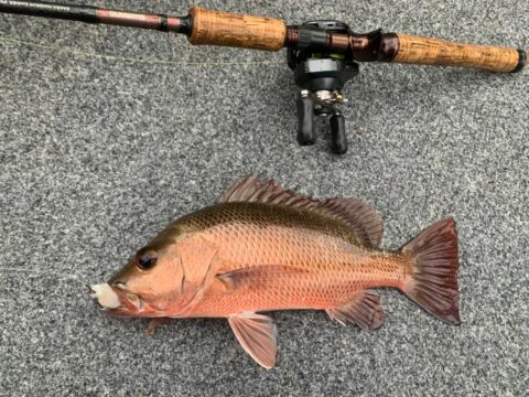 How To Catch Mangrove Jack: 12 Tips For A Successful Fishing Trip
