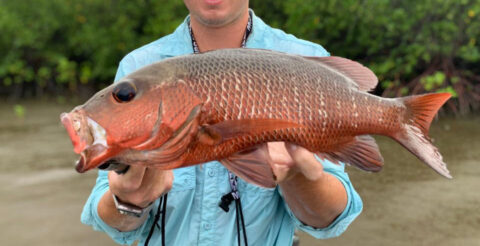 How To Catch Mangrove Jack: 12 Tips For A Successful Fishing Trip