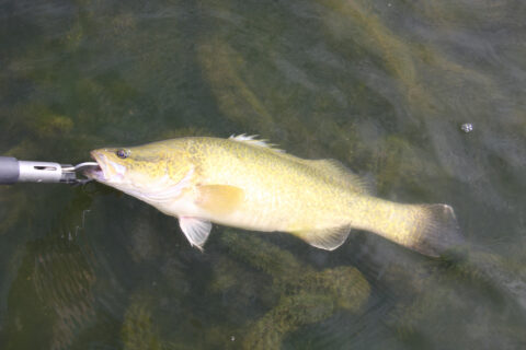 How To Catch Murray Cod: 12 Masterful Tips For Success