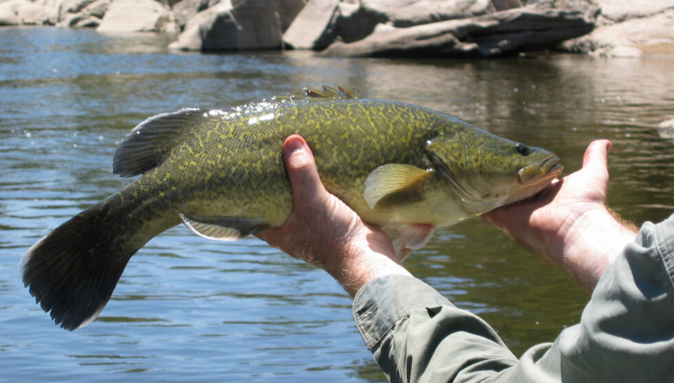 How To Catch Murray Cod: 12 Masterful Tips For Success